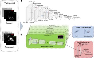Frontiers | Deep ensemble learning and transfer learning methods for classification of senescent ...